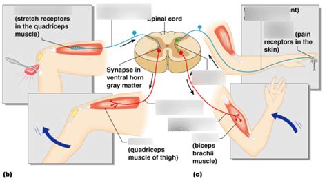 Monosynaptic And Polysynaptic Reflex Arcs Fig Diagram Quizlet