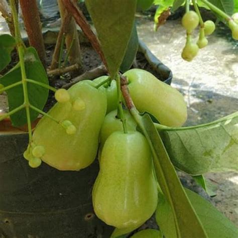 Jual Bibit Jambu Air Madu Deli Hijau Super Unggul Bisa Tanam Dalam Pot