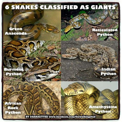 anaconda vs python difference salaman