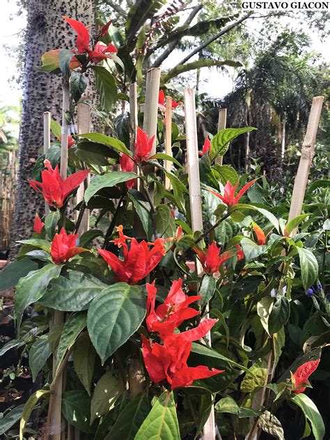 Viveiro Ciprest Plantas Nativas E Ex Ticas Ru Lia Vermelha Do
