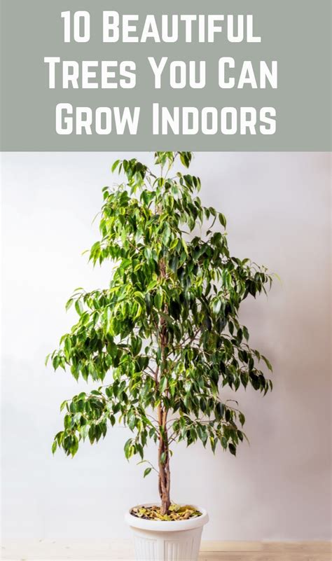 10 Beautiful Trees You Can Grow Indoors Indoor Tree Plants Indoor