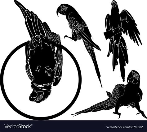 Silhouettes Parrots Birds Collection Royalty Free Vector