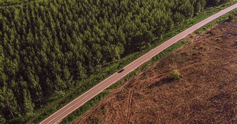 EU Deforestation Regulations A Guide To Compliance And Best Practices