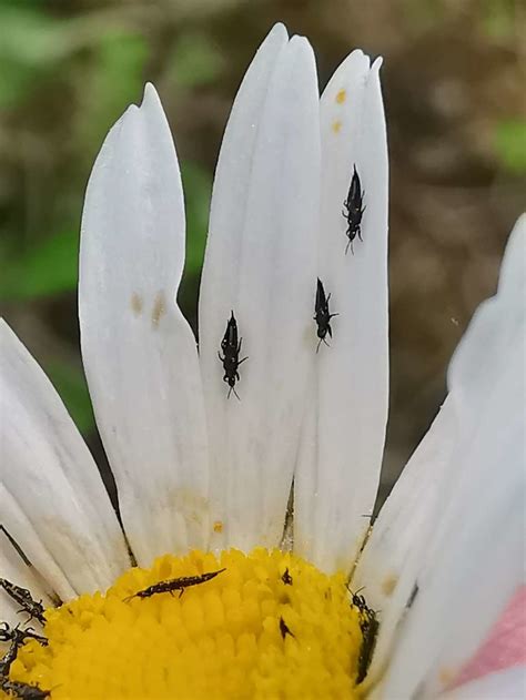 Käfer unbestimmt Käfer unbestimmt Coleoptera indet Flickr
