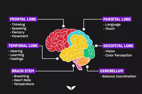 Know Your Superbrain The Brain Regions How They Work