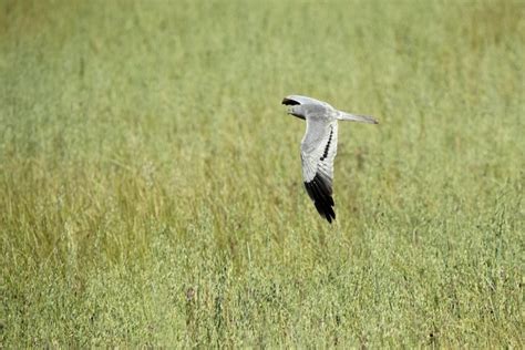 Um pássaro uma cauda preta e uma asa branca está voando sobre um