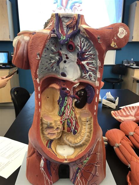 Human Torso Model Arteries Diagram Quizlet