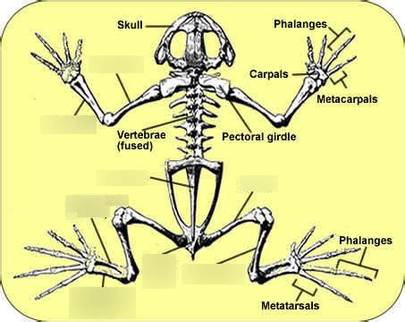 Frog Skeleton Diagram Quizlet