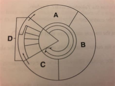 Chapter 10 Biology Review Flashcards Quizlet