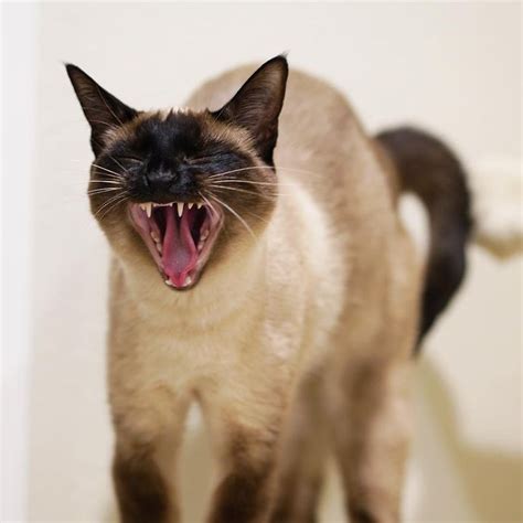 Fascinating Facts About Siamese Cats
