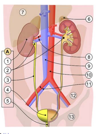 Urogenitaltrakt Anatomie Und Physiologie Flashcards Quizlet
