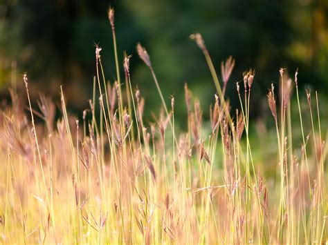 Kostenlose foto Natur Gras Feld Rasen Wiese Prärie Sonnenlicht