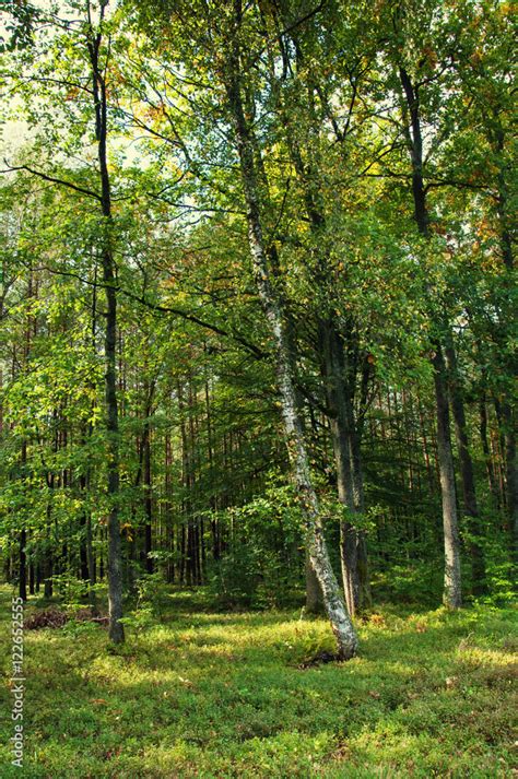 Fototapeta Las Pejza Drzewa Natura Pi Kny Dekowizja Pl