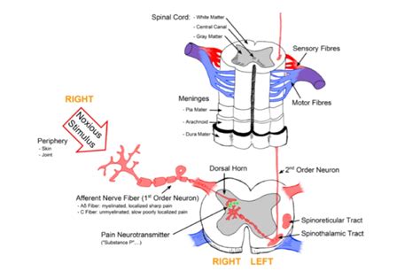 Nervous System Part Viva Emedicodiary