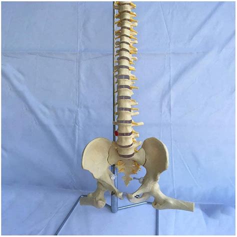 Anatomie Modell Menschliche Wirbelsäule Modell Lebensgröße Menschliche Anatomische Anatomie