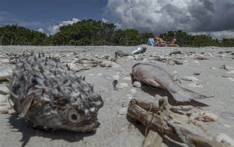 La Marea Roja Llega A La Costa Sureste De Florida Efeverde