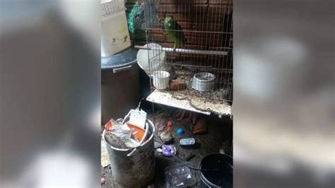 Polícia Ambiental resgata animais em situação de maus tratos