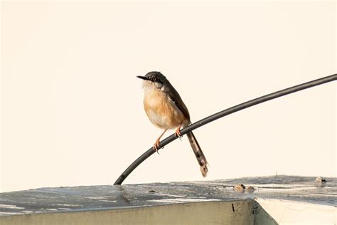 Vogel Vogelkunde Spezies Kostenloses Foto Auf Pixabay