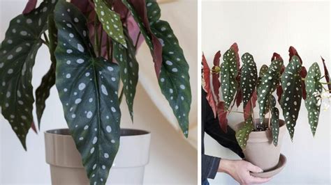 Plantas Que N O Precisam De Sol Direto Plantas Para Casa