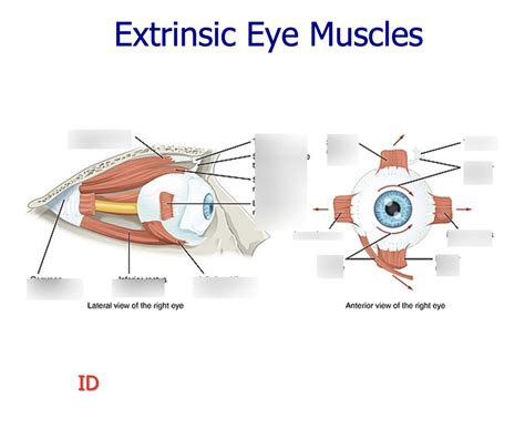 Extrinsic Eyes Muscles 2 BMS ID Image Diagram Quizlet