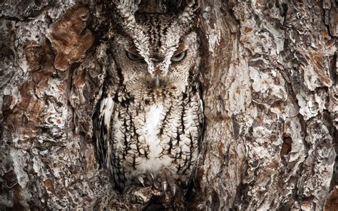 Hd Realtree Camo Wallpapers Pixelstalk Net