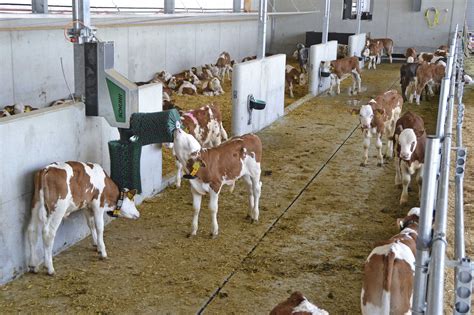 Das wichtigste Futtermittel Wie Sie Kühe richtig mit Wasser versorgen