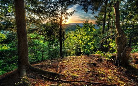 K Ultra High Resolution Forest Wallpapers Top Free K Ultra High