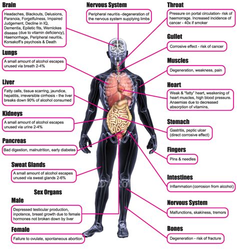 Drinking Reflects On A Persons Central Nervous System CNS The CNS
