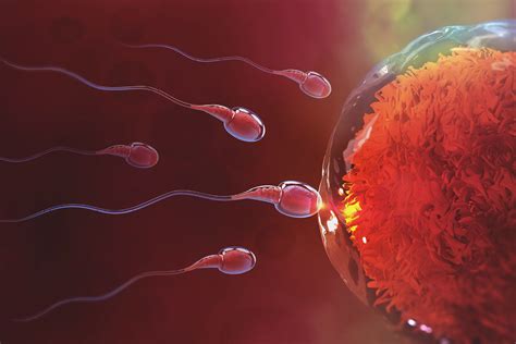 Cuál es la edad fértil del hombre CREA Valencia
