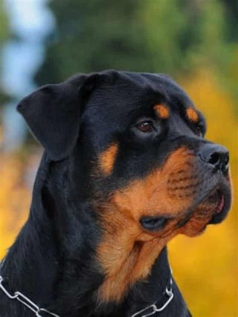 Ra As De Cachorro Mais Perigosas Do Mundo Parte Ii