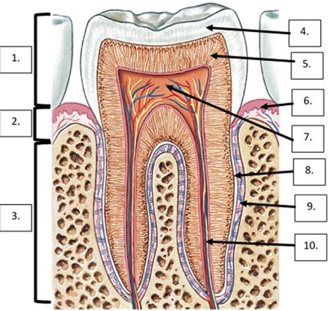Tooth Diagram Quizlet