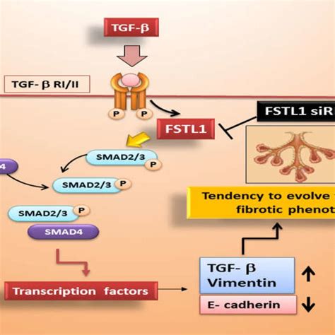 Schematic Representation Of Fstl Role In Tgf Induced Emt In Ss
