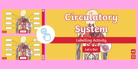 Circulatory System Interactive Activity KS2 Twinkl