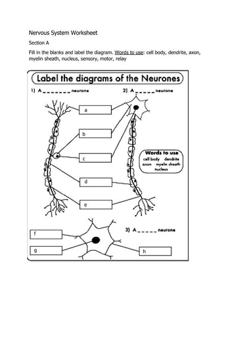 Nervous System Anatomy Practice Quizzes And More Kenhub