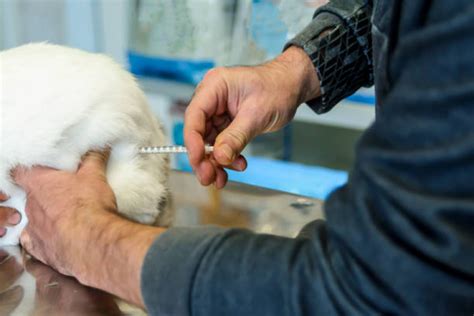 Clínica Especializada em Exames Animais Parque Bandeiras Citologia de