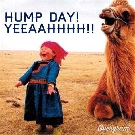 Wednesday Work Meme Hump Day Yeeaahhhh Picsmine