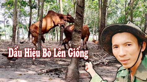 Vài Dấu Hiệu Nhận Biết Bò Động Dục Bò Lên Giống Nông Dân Vlog