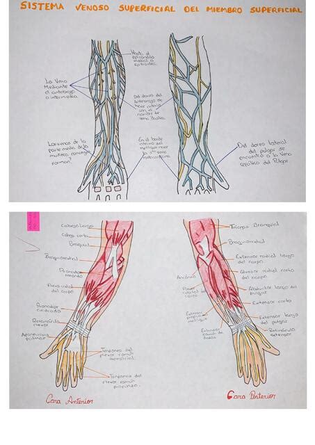 M Sculos Del Brazo Caprins Udocz