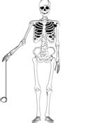 Coloriage Squelette Humain Coloriages Imprimer Gratuits
