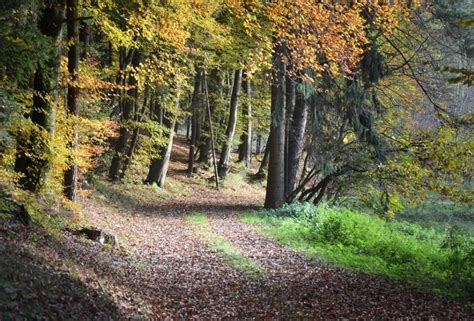 ECOSISTEMA FORESTAL qué es características flora y fauna