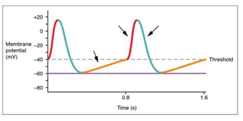 The Phases Of The Action Potential Of A Cardiac Pacemaker Cell Diagram