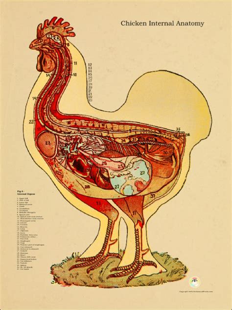 Anatomy Of A Hen Anatomical Charts Posters