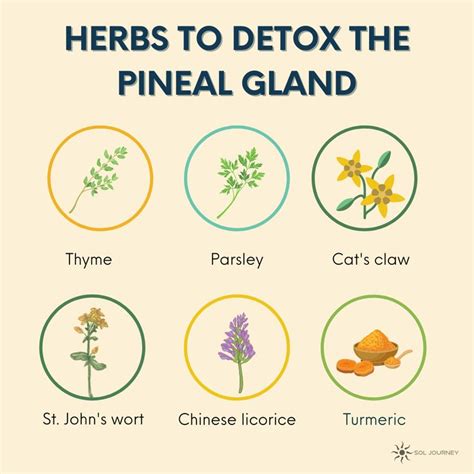 20 Ways To Detox Decalcify And Boost The Pineal Gland Naturally