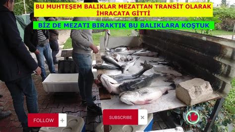 DEV BALIKLAR mezata canlı canlı geldi transit olarak ihracata gitti