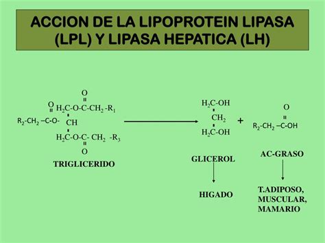 PPT Bolilla 5 Metabolismo de los lípidos Digestión y absorción de