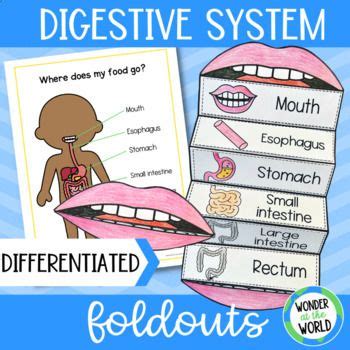 Digestive System Foldable Sequencing Activity For Interactive Science