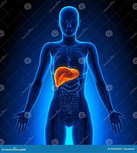 Foie Organes Femelles Anatomie Humaine Illustration Stock