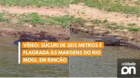 Vídeo sucuri de seis metros é flagrada às margens do Rio Mogi em