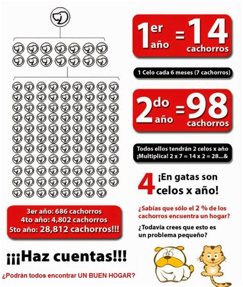 Por qué es importante esterilizar castrar a nuestros animales