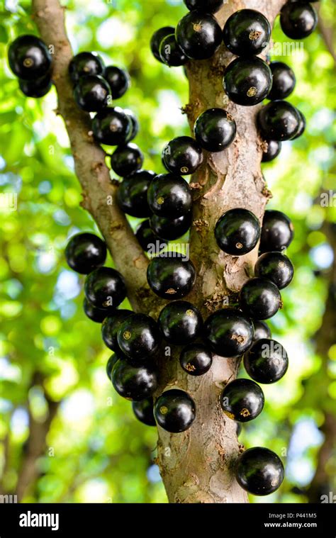 A jabuticaba tambÃm chamada guapuru ou fruita em SÃo Paulo1 Ã o